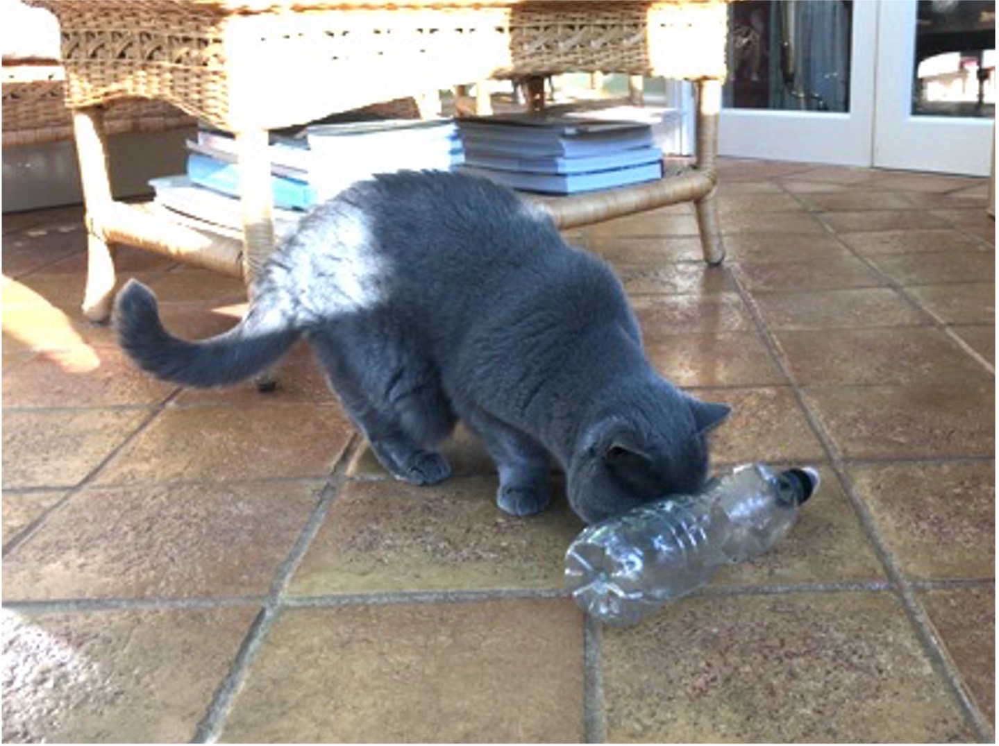 Feline Enrichment: Practical Ways to Keep Your Cat Active and Calm ...
