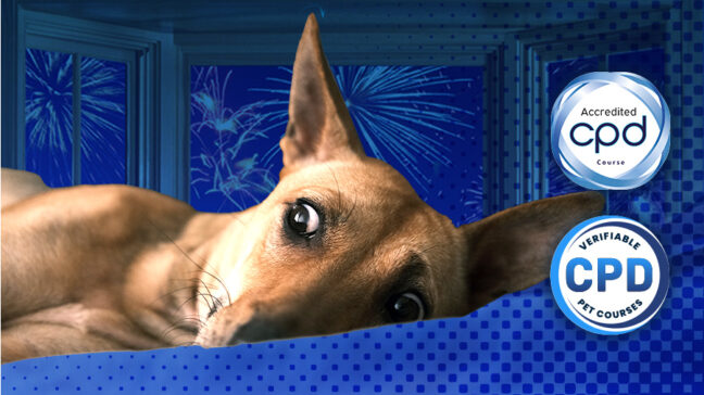 Pet Education and Training Courses - Canine & Feline Distance Learning