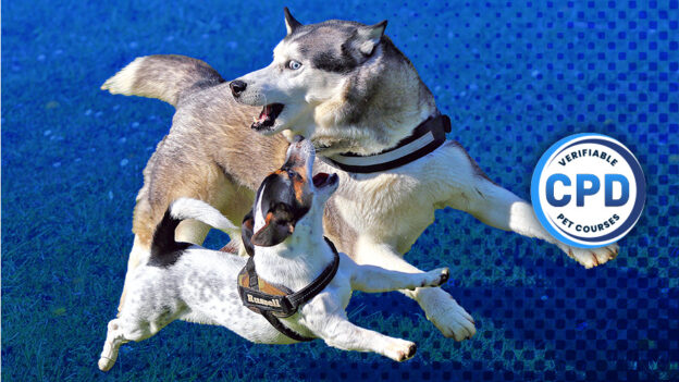 Pet Education and Training Courses - Canine & Feline Distance Learning